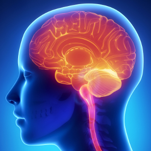 What makes the brain tick so fast? | Research | University of Oxford