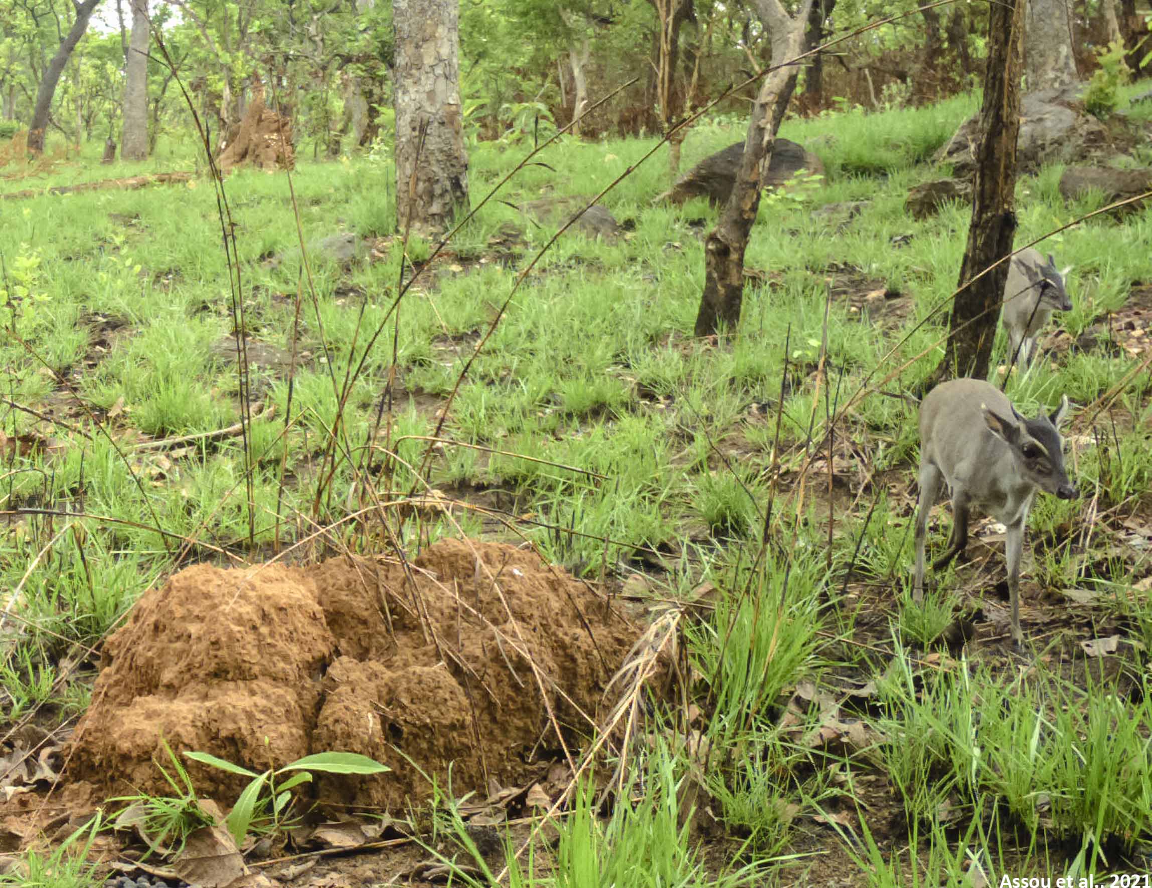 One of the world’s most secretive mammals photographed in WildCRU’s ...