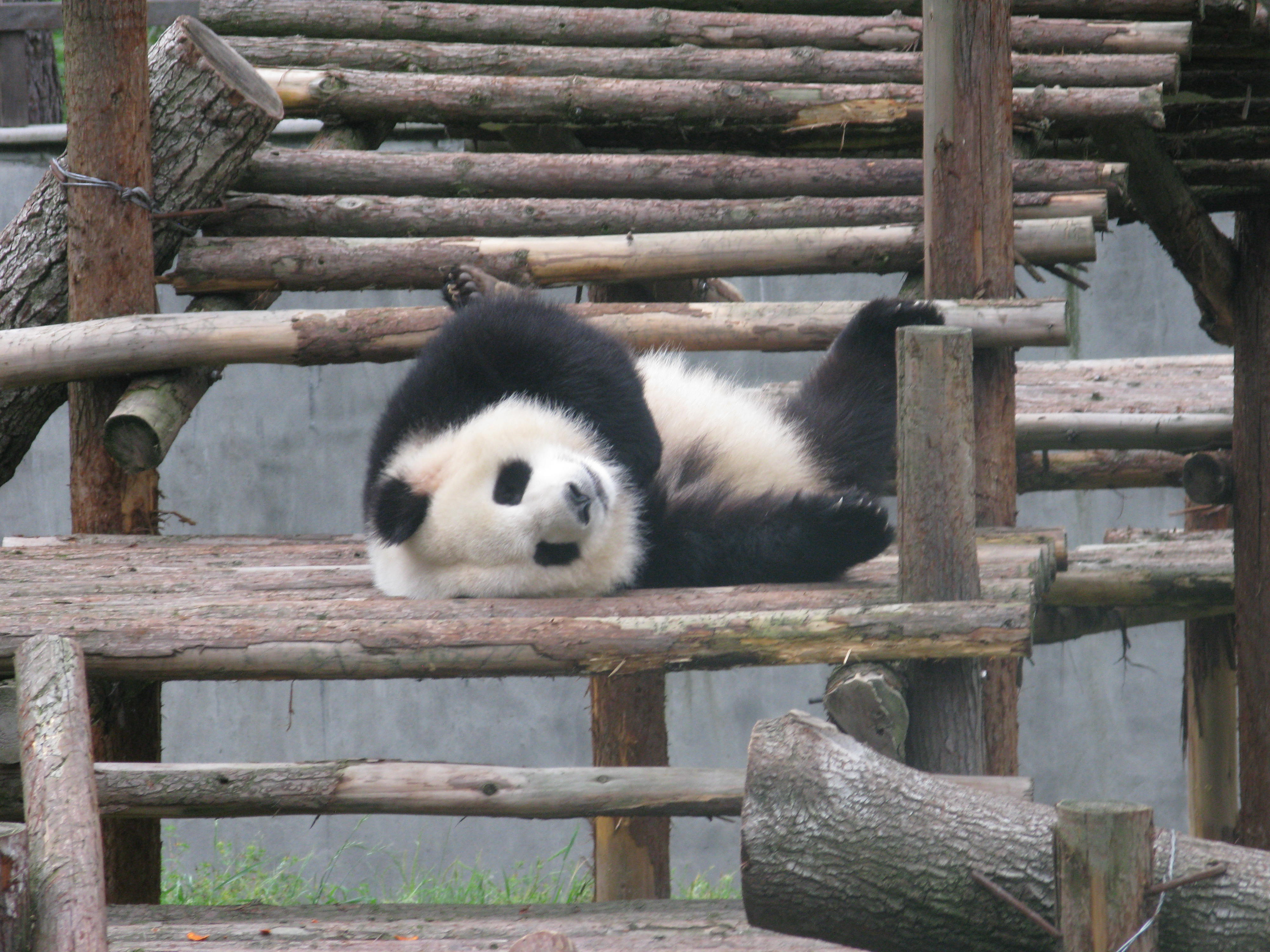 China makes 'cute use' of panda loans | University of Oxford
