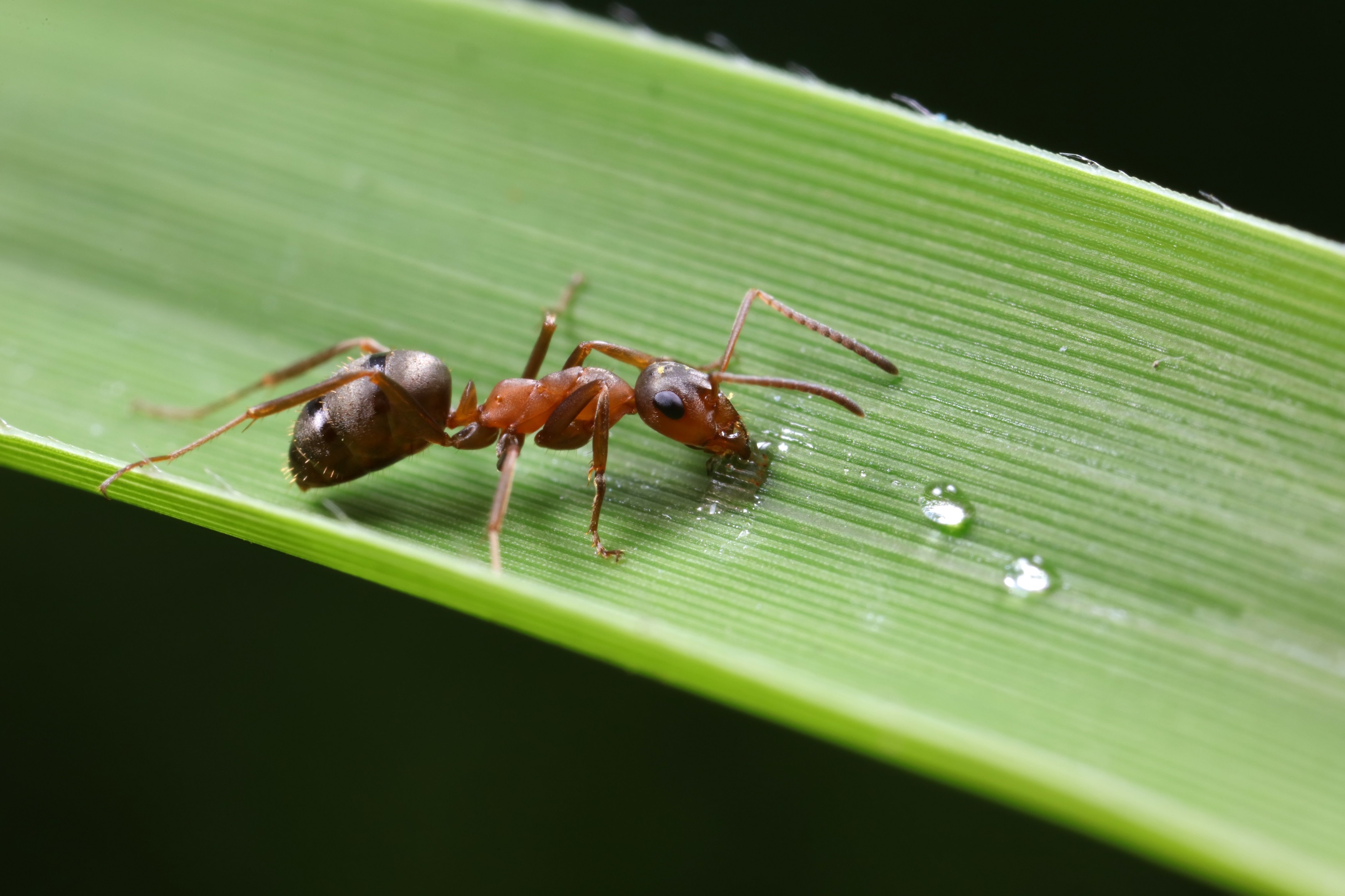 Ant queens cannibalise their sick offspring - then ‘recycle’ them ...