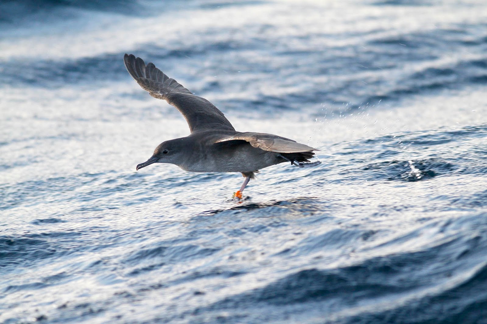 Europe's rarest seabird 'could be extinct within 60 years' | University ...