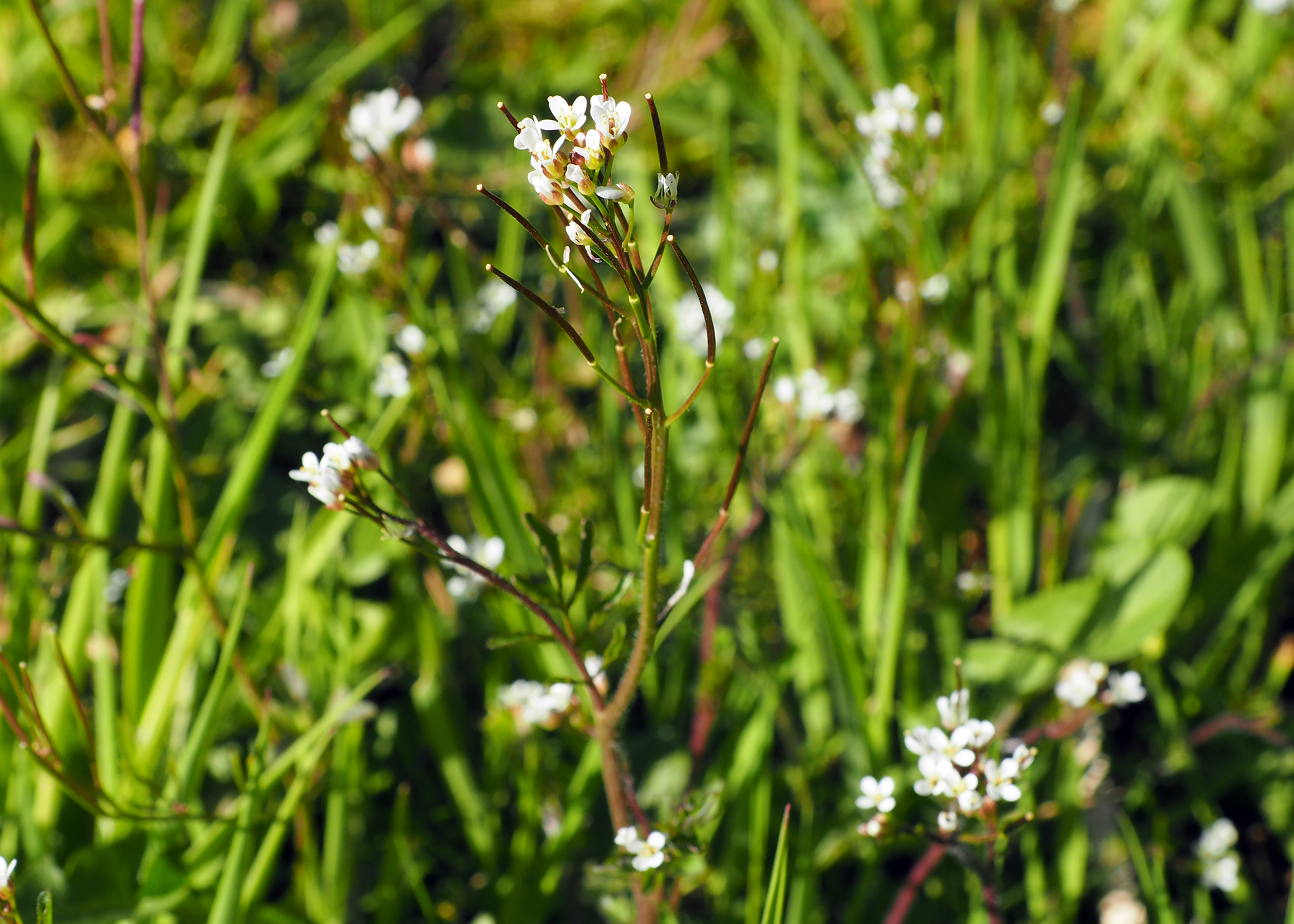 Exploding myths about seed dispersal | University of Oxford