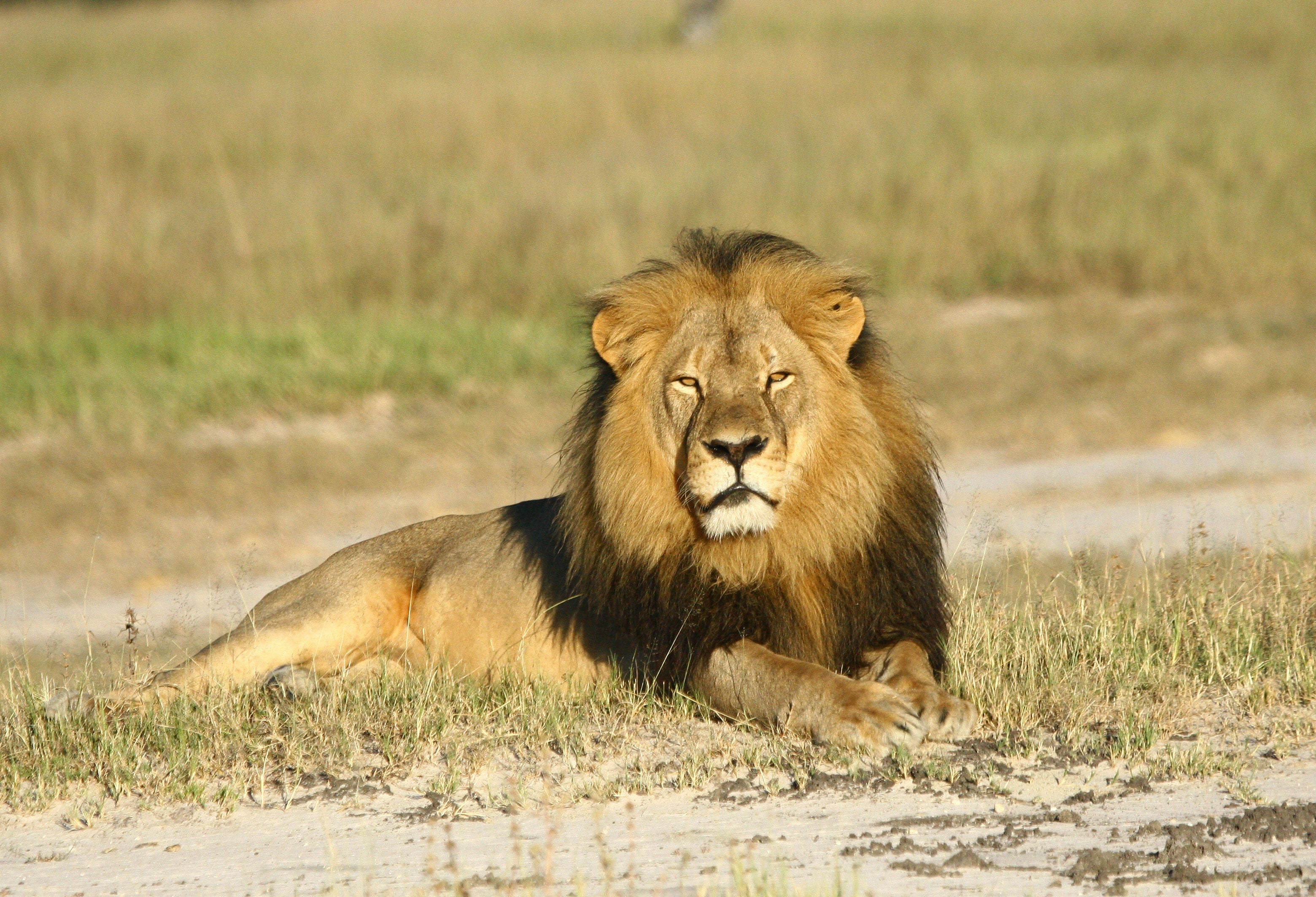 New research reveals extent of human threat to lion populations ...