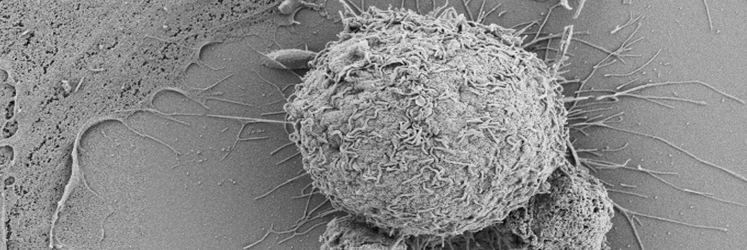 New cells identified that repair tissue | University of Oxford