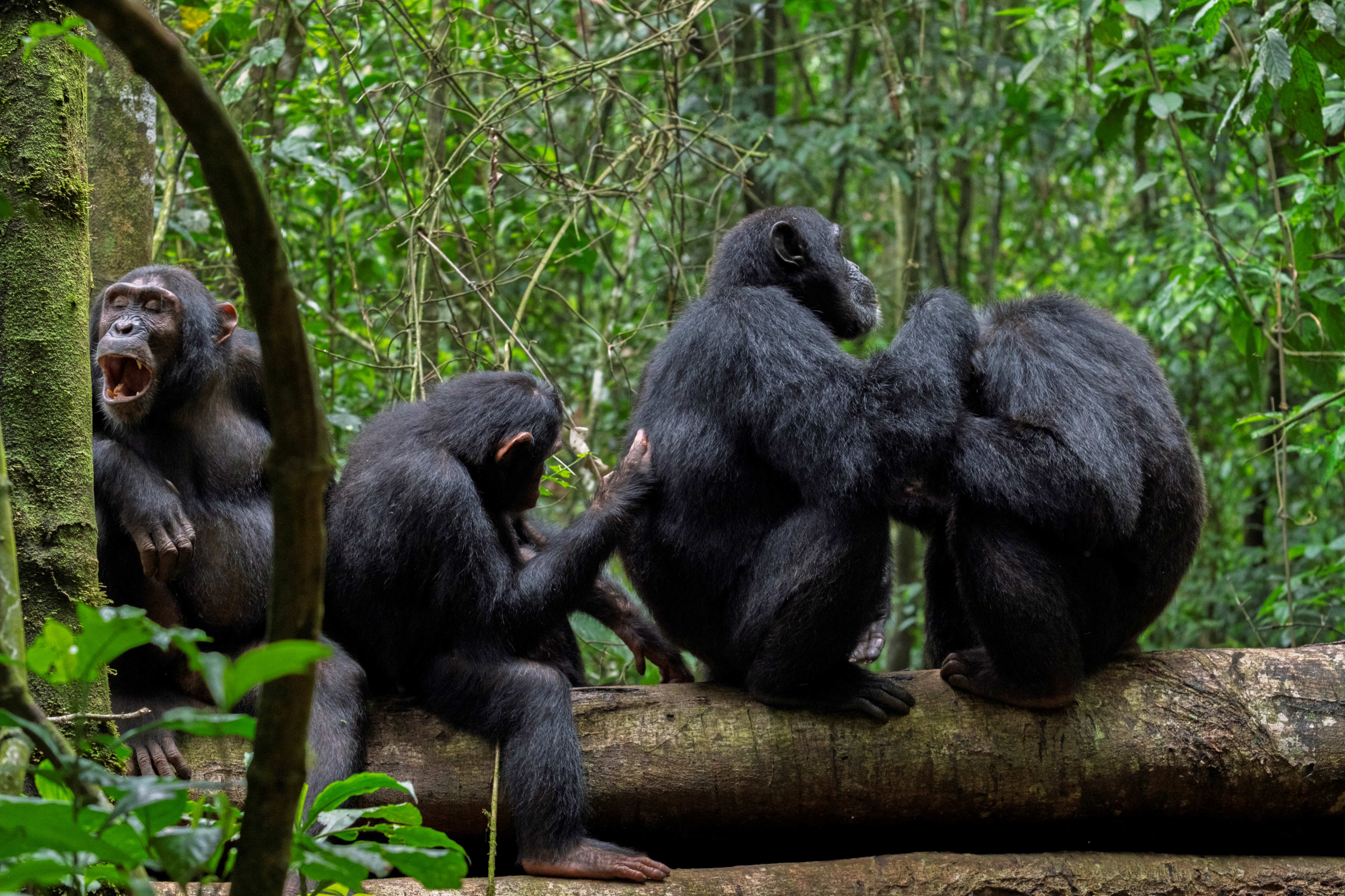Oxford team catalogues chimpanzee forest first aid | University of Oxford