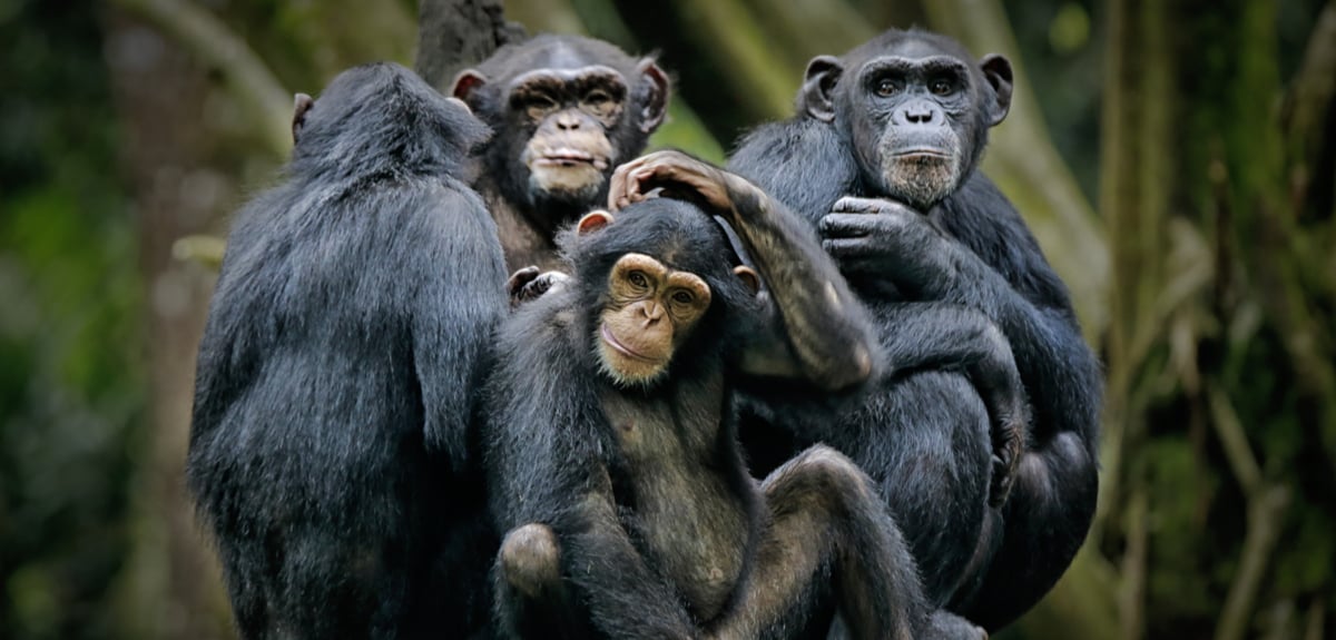 Artificial intelligence used to recognise primate faces in the wild ...