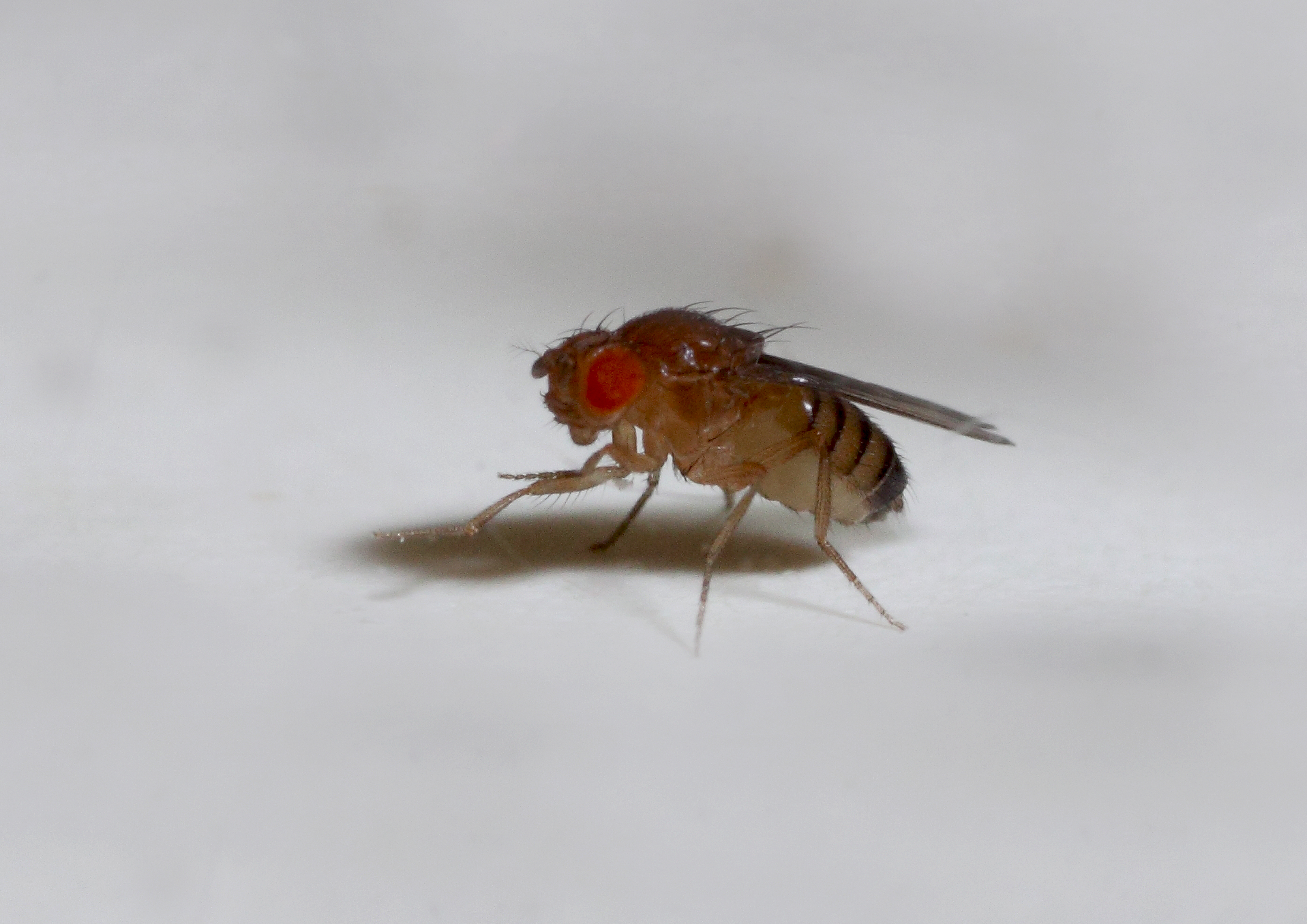Frisky female fruit flies become more aggressive after sex | University ...