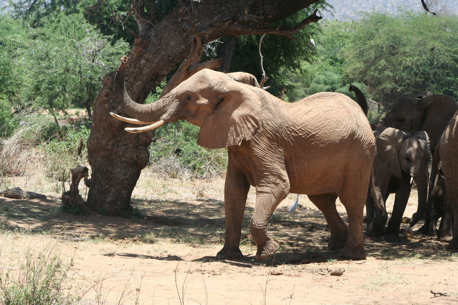 Elephants Slaughtered In Africa Endangered