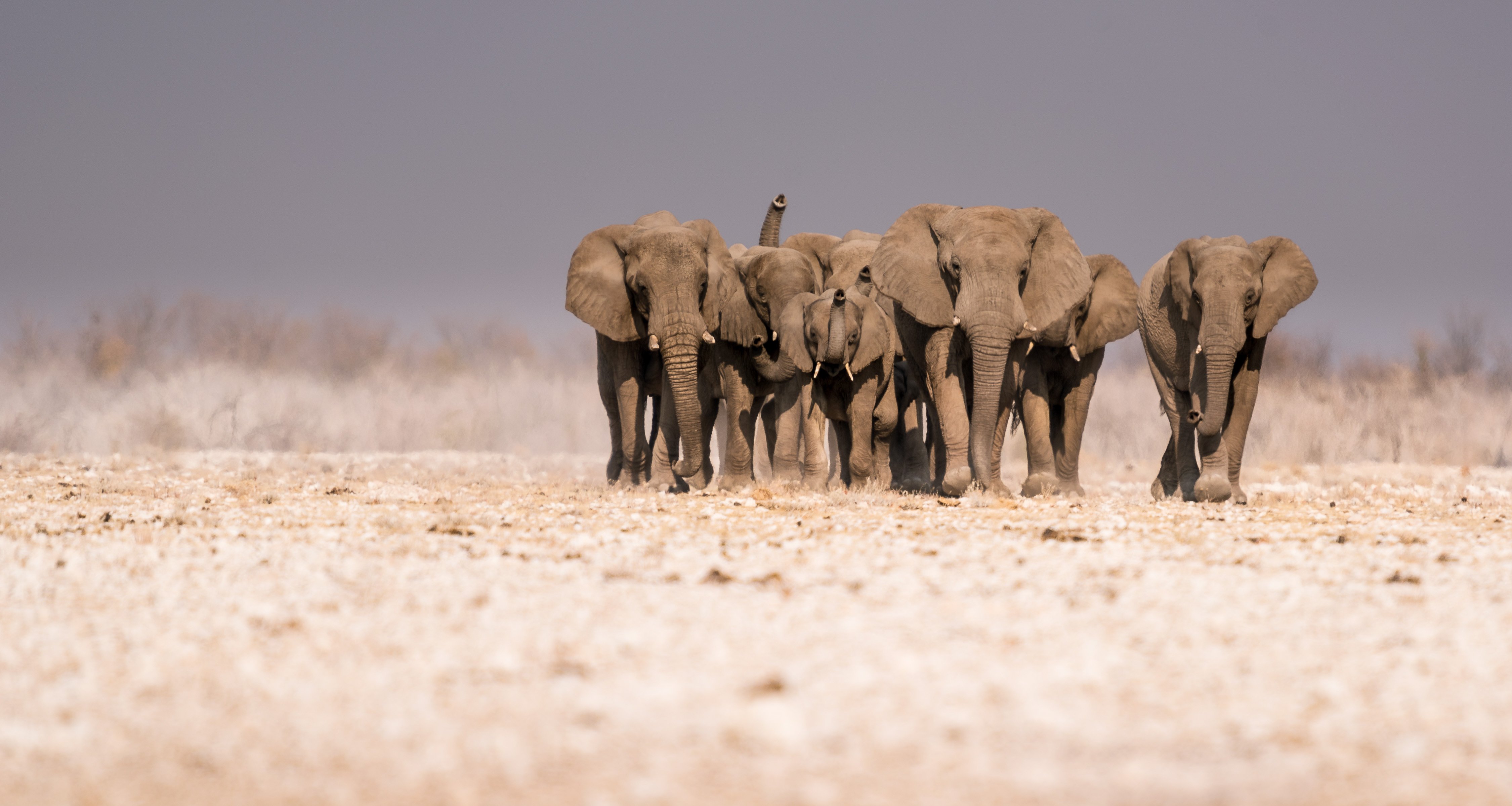 African elephants only occupy a fraction of their potential range ...