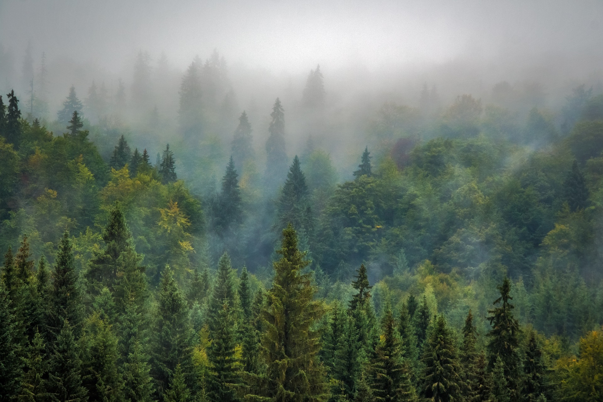 Intact forests ‘indispensable’ in the fight against climate change ...