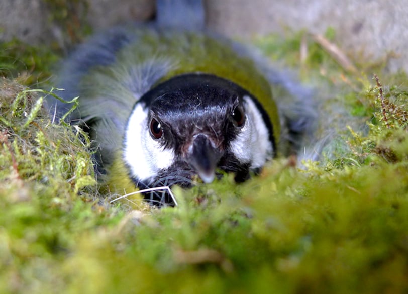 Bold birds show 'live fast, die young' attitude | University of Oxford