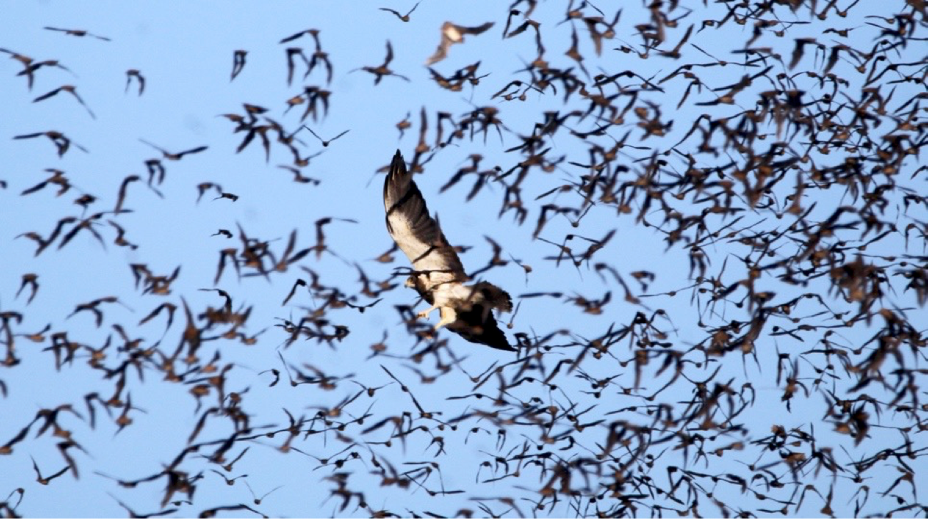 Study reveals how hunting hawks home in on prey inside a chaotic swarm ...