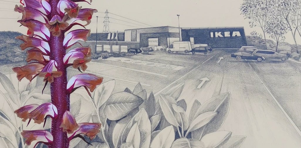 Botanists unearth new ‘vampire plant’ in UK carpark | University of Oxford