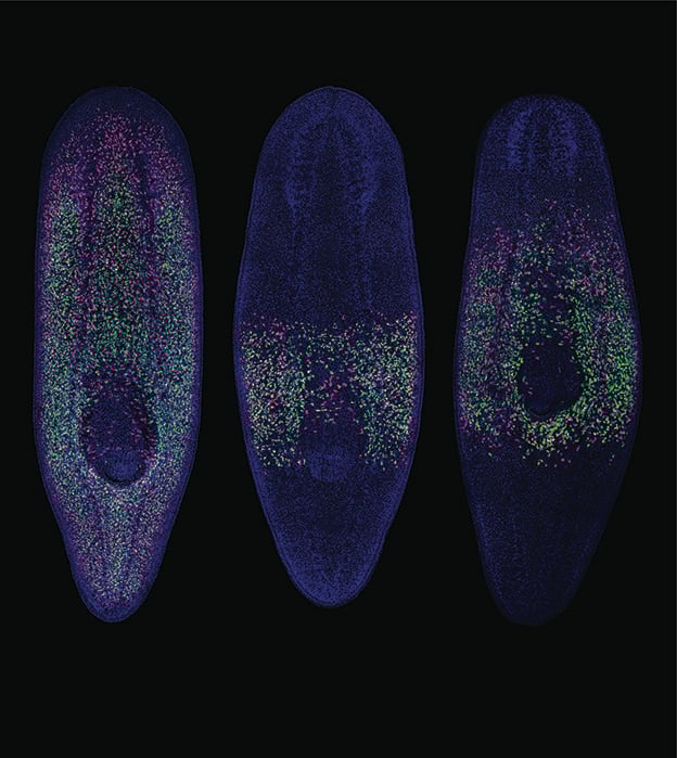 Worm study reveals role of stem cells in cancer | University of Oxford
