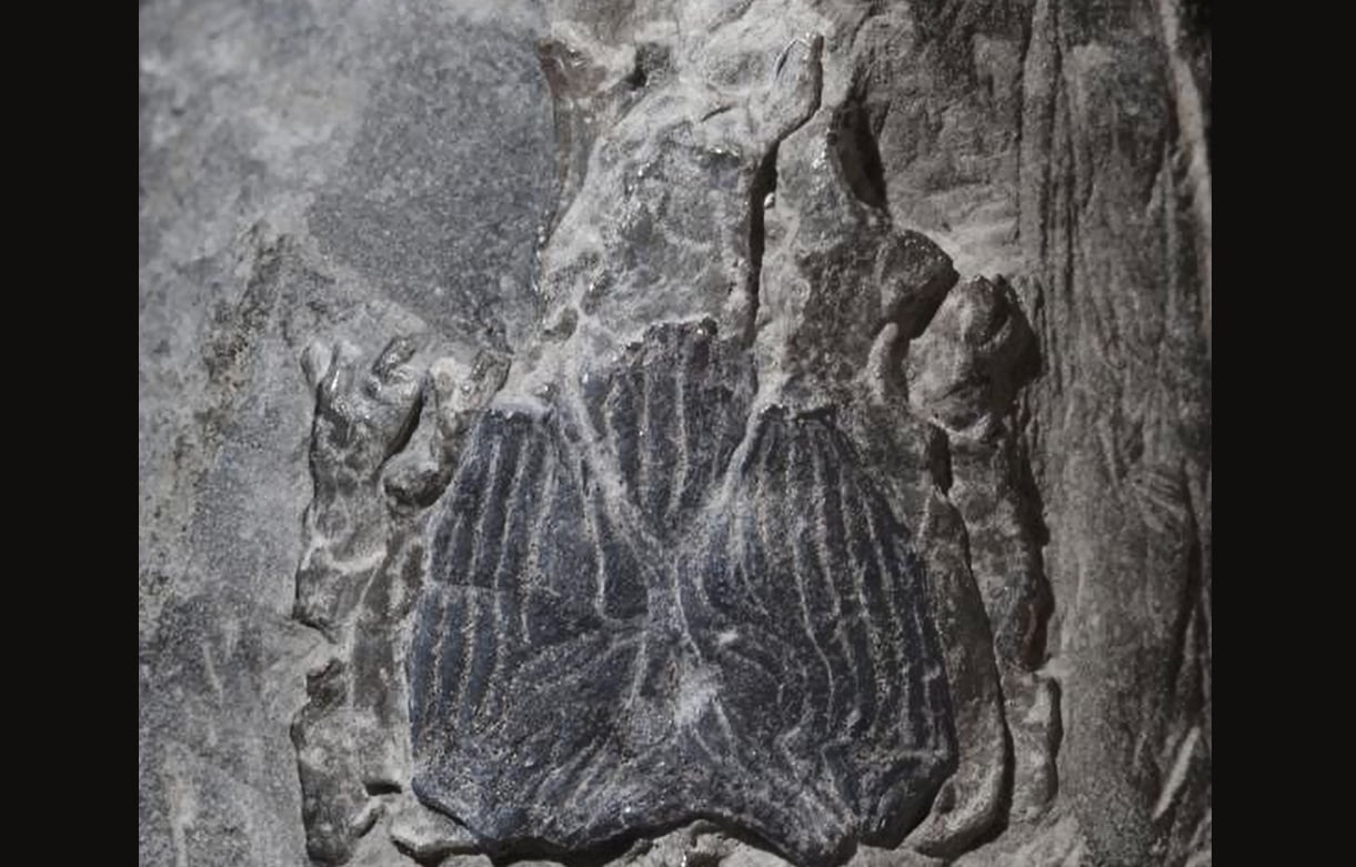 Two-faced fish clue that our ancestors 'weren't shark-like ...