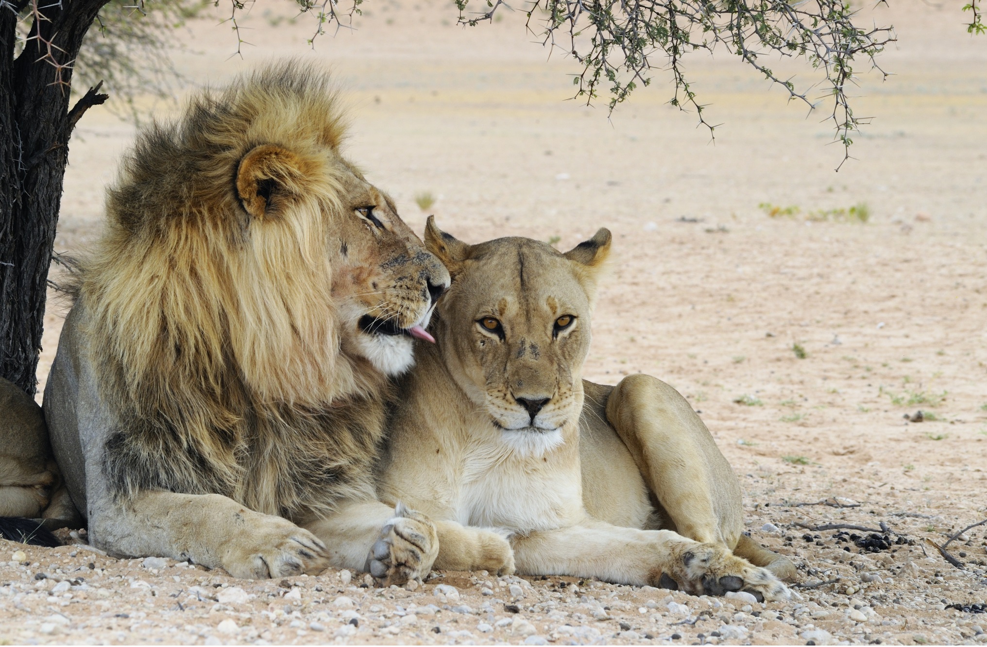 Growing old with prides: Male and female lions socialize differently ...