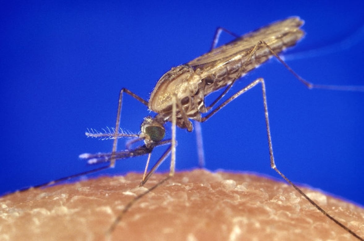 Homing in on the mosquito | University of Oxford