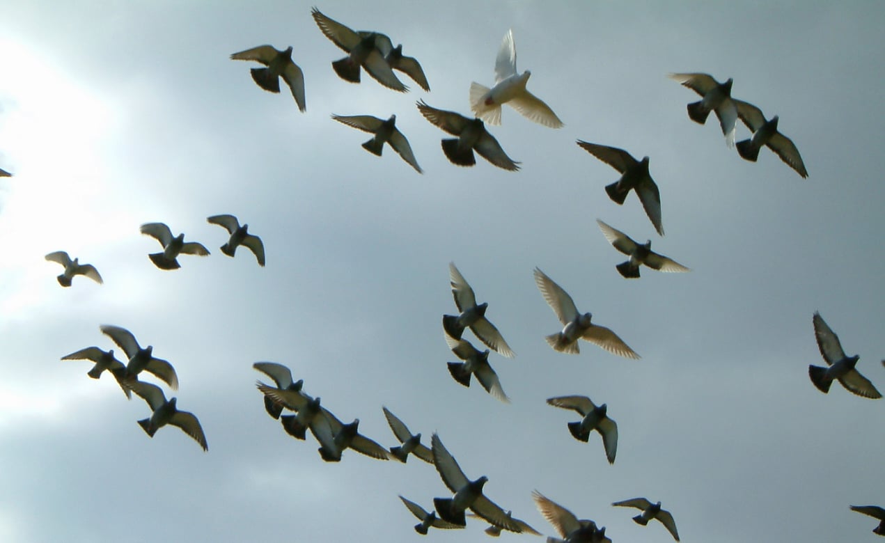Pigeon 'chain of command' aids navigation | University of Oxford