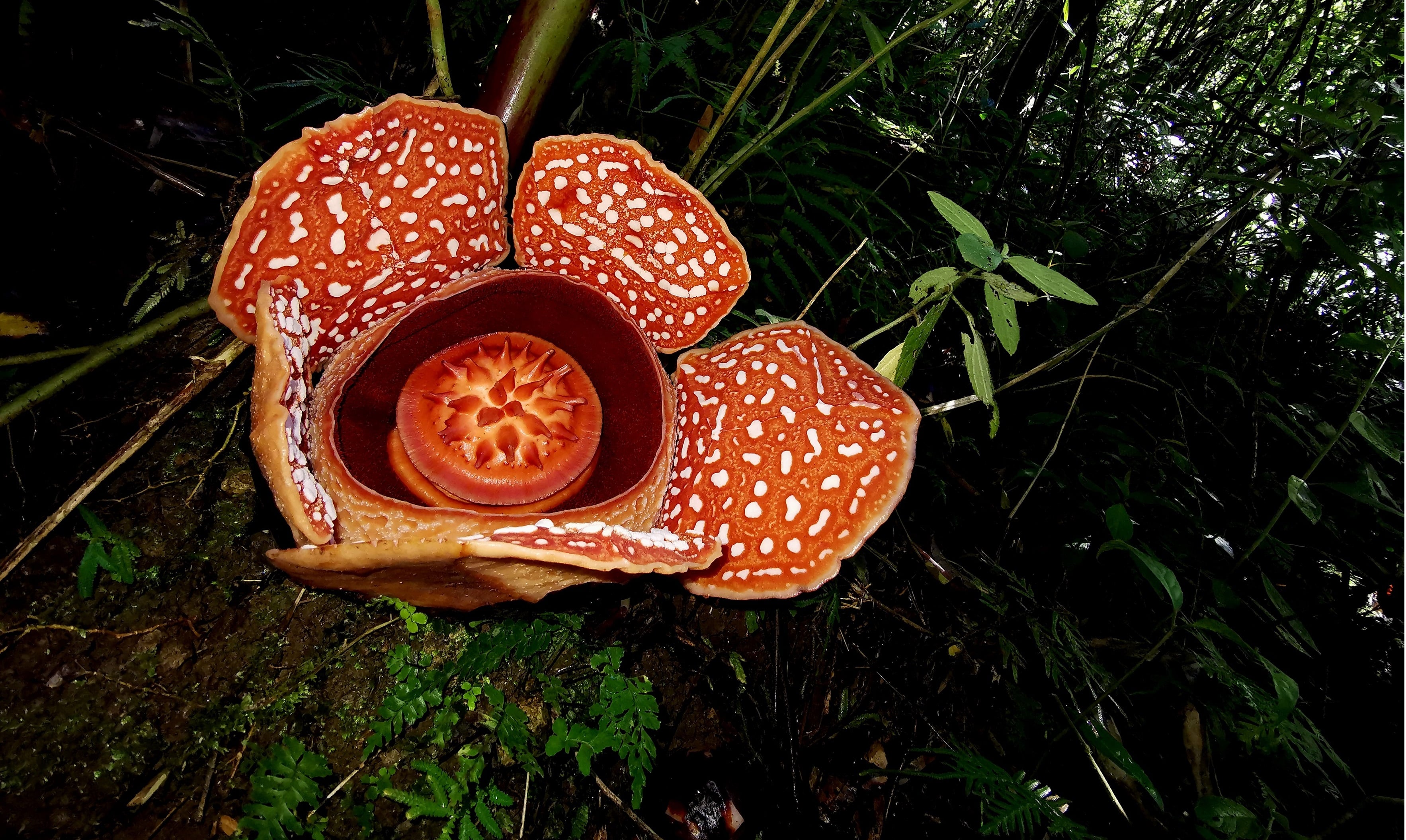 Researchers issue urgent call to save the world’s largest flower ...
