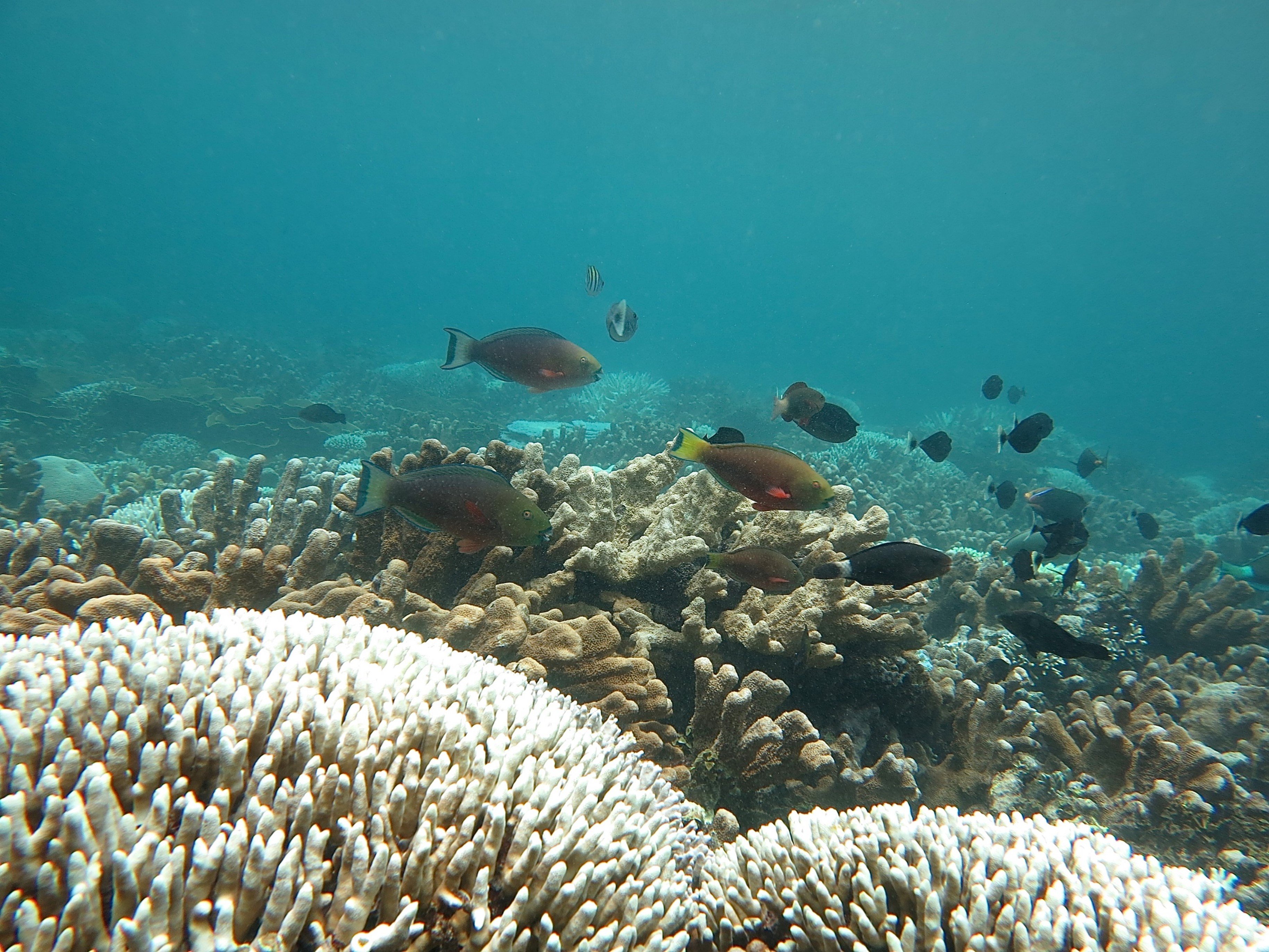 Study finds that better ocean connectivity boosts reef fish populations ...