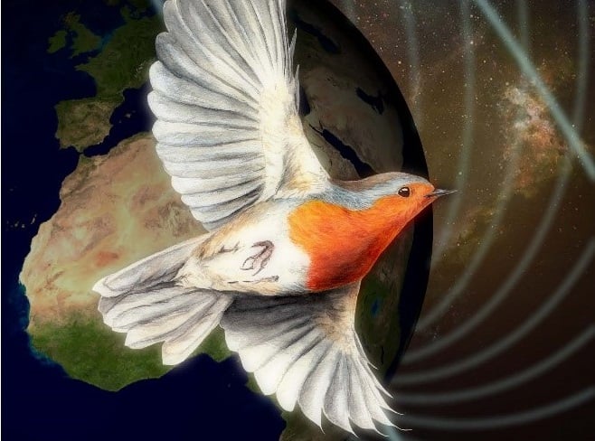 How birds sense the magnetic field of the Earth to help them navigate ...