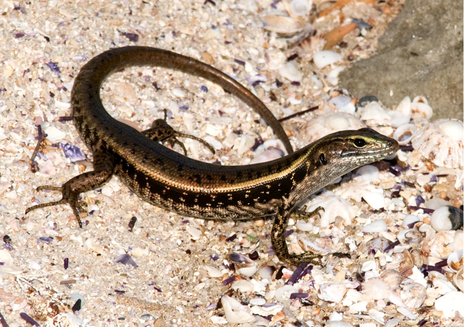 Sex, skinks, and personality | University of Oxford