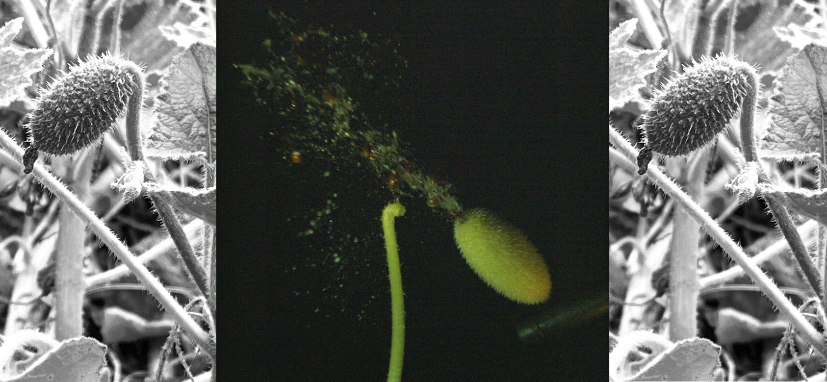 New study reveals the explosive secret of the squirting cucumber ...