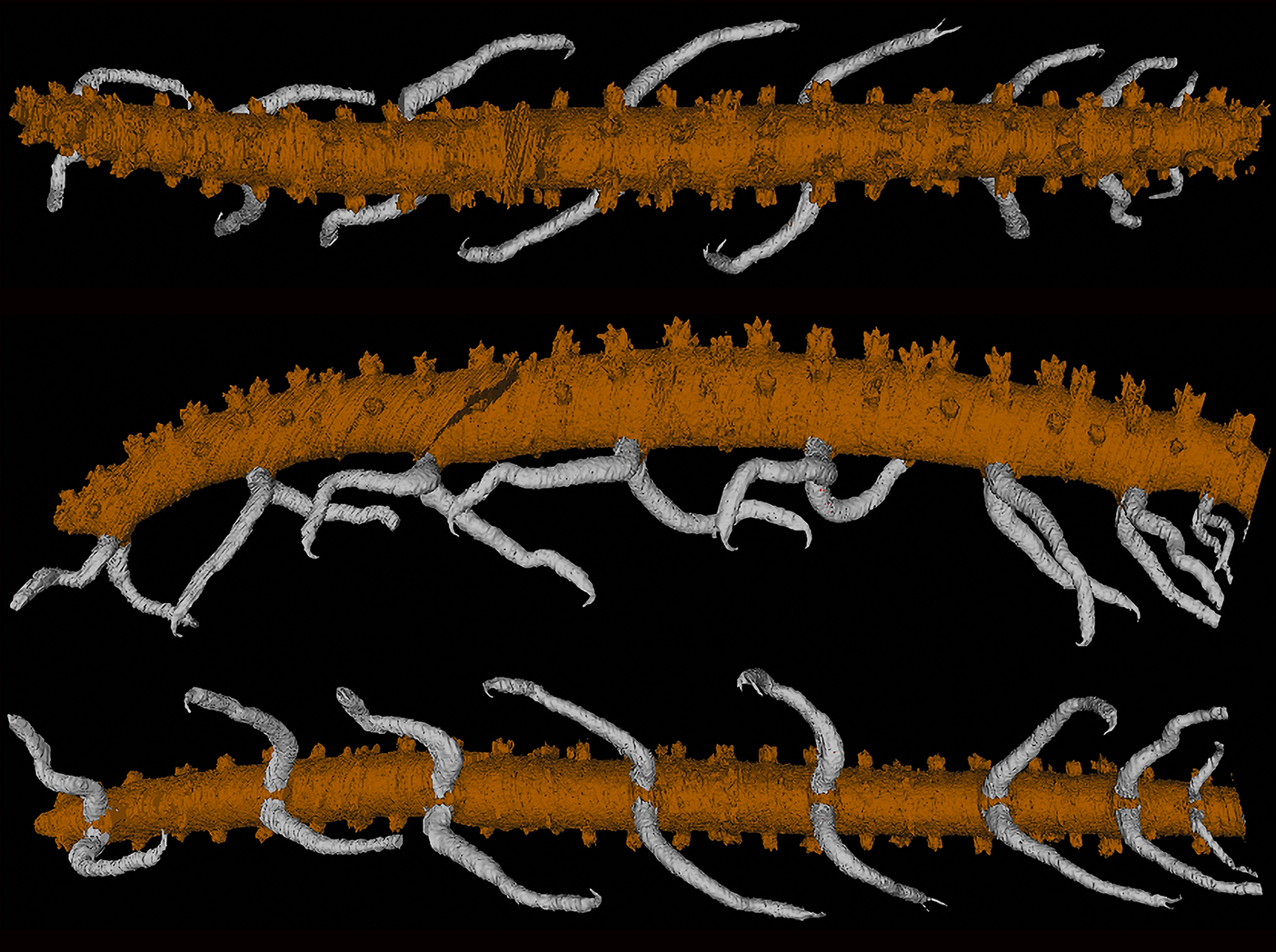 New species of rare ancient ‘worm’ discovered in fossil hotspot ...