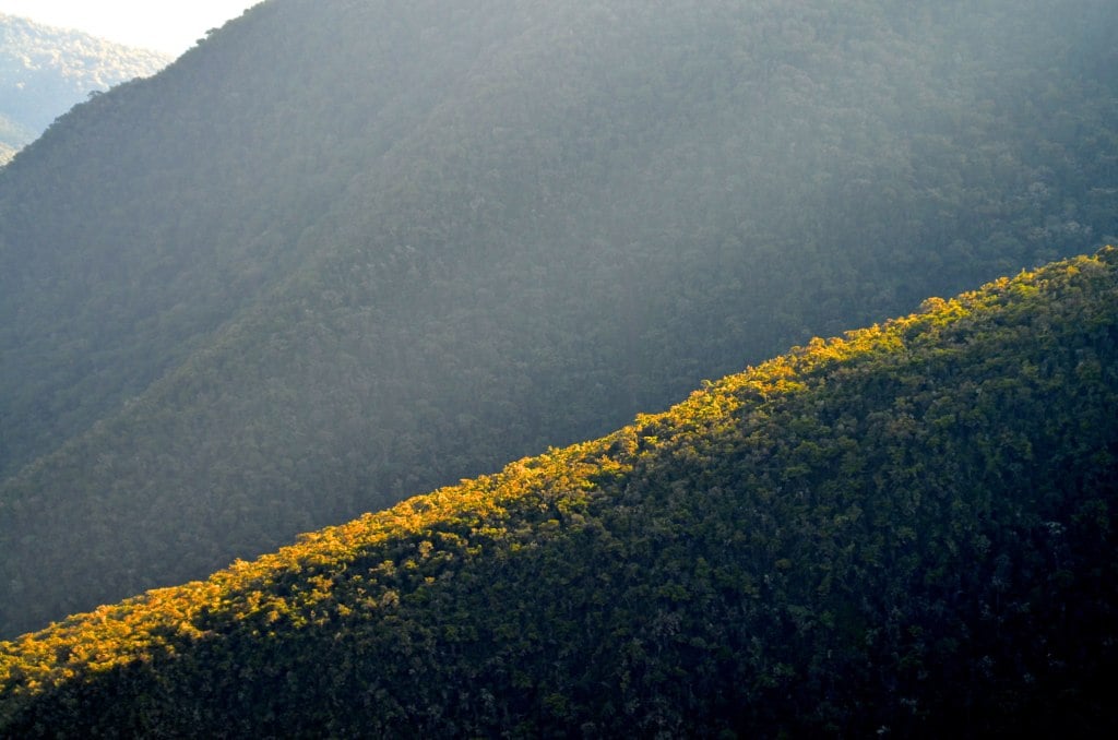 Tree roots in the mountains 'act like thermostat for global climate ...