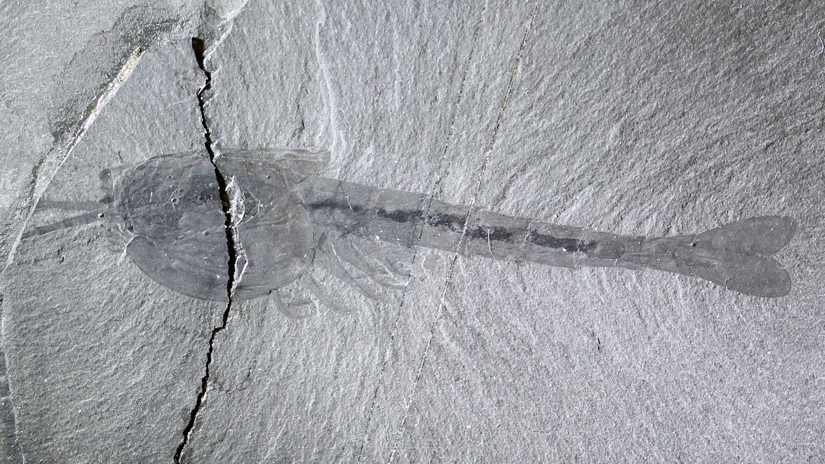 Scientists shed light on Burgess Shale preservation for first time ...