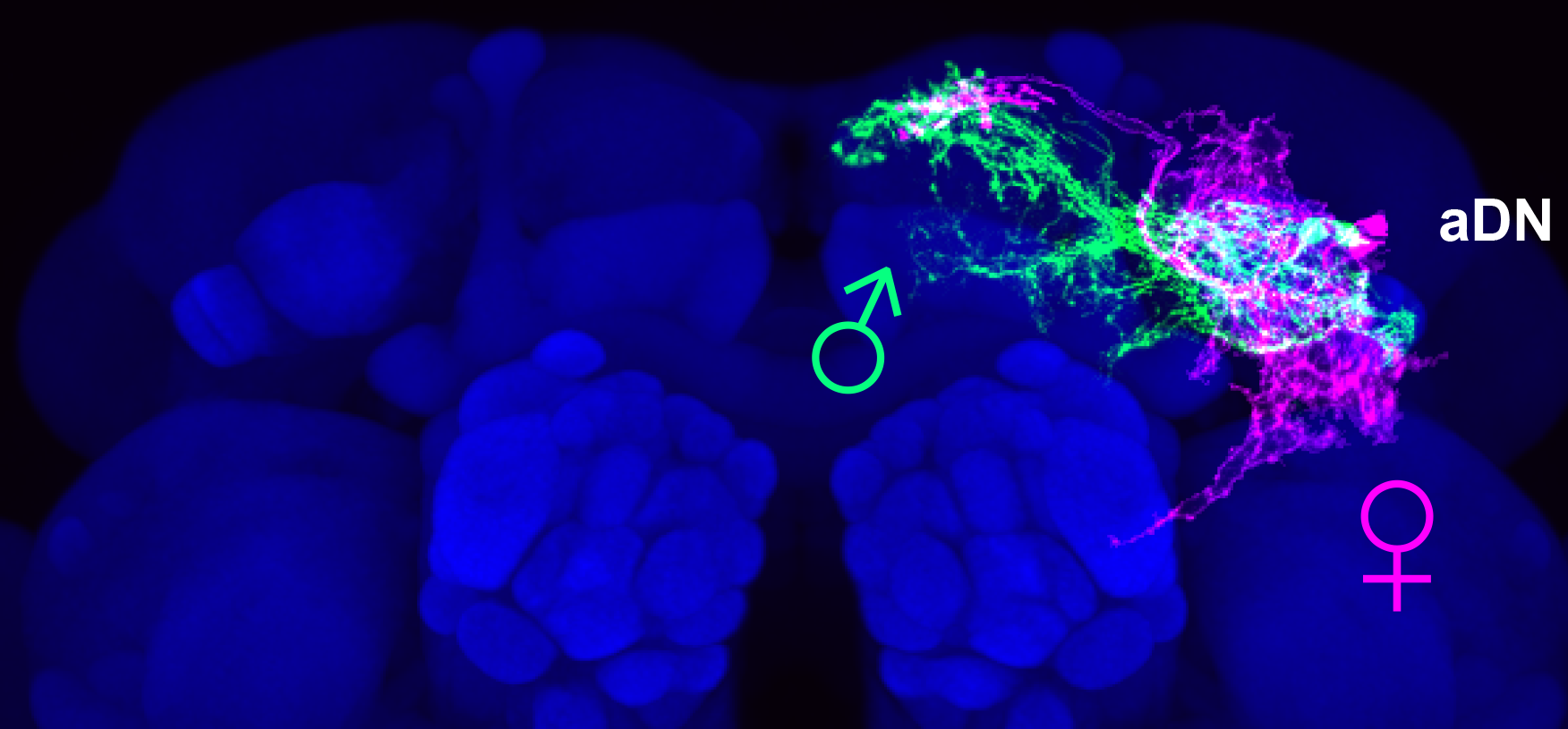 Males and females are programmed differently in terms of sex ...
