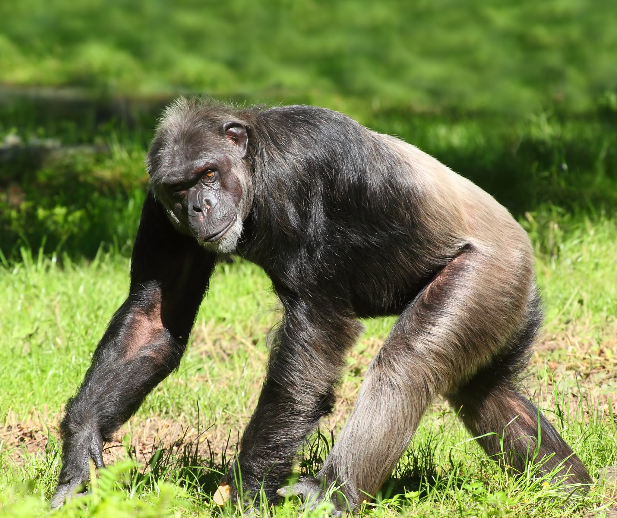 Fathers' age influences rate of evolution | University of Oxford