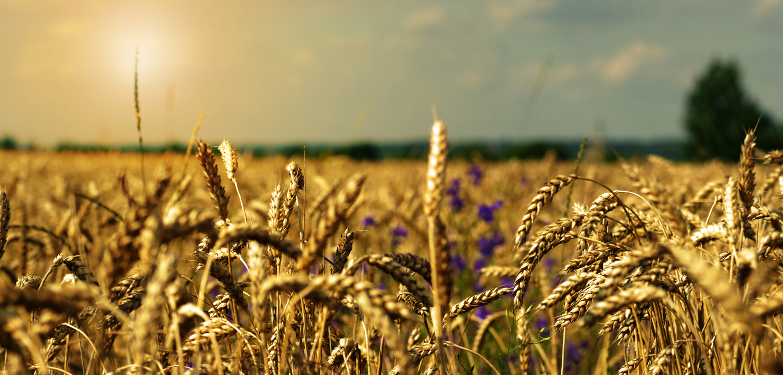 Photosynthesis Gene Could Help Crops Grow in Adverse Conditions ...