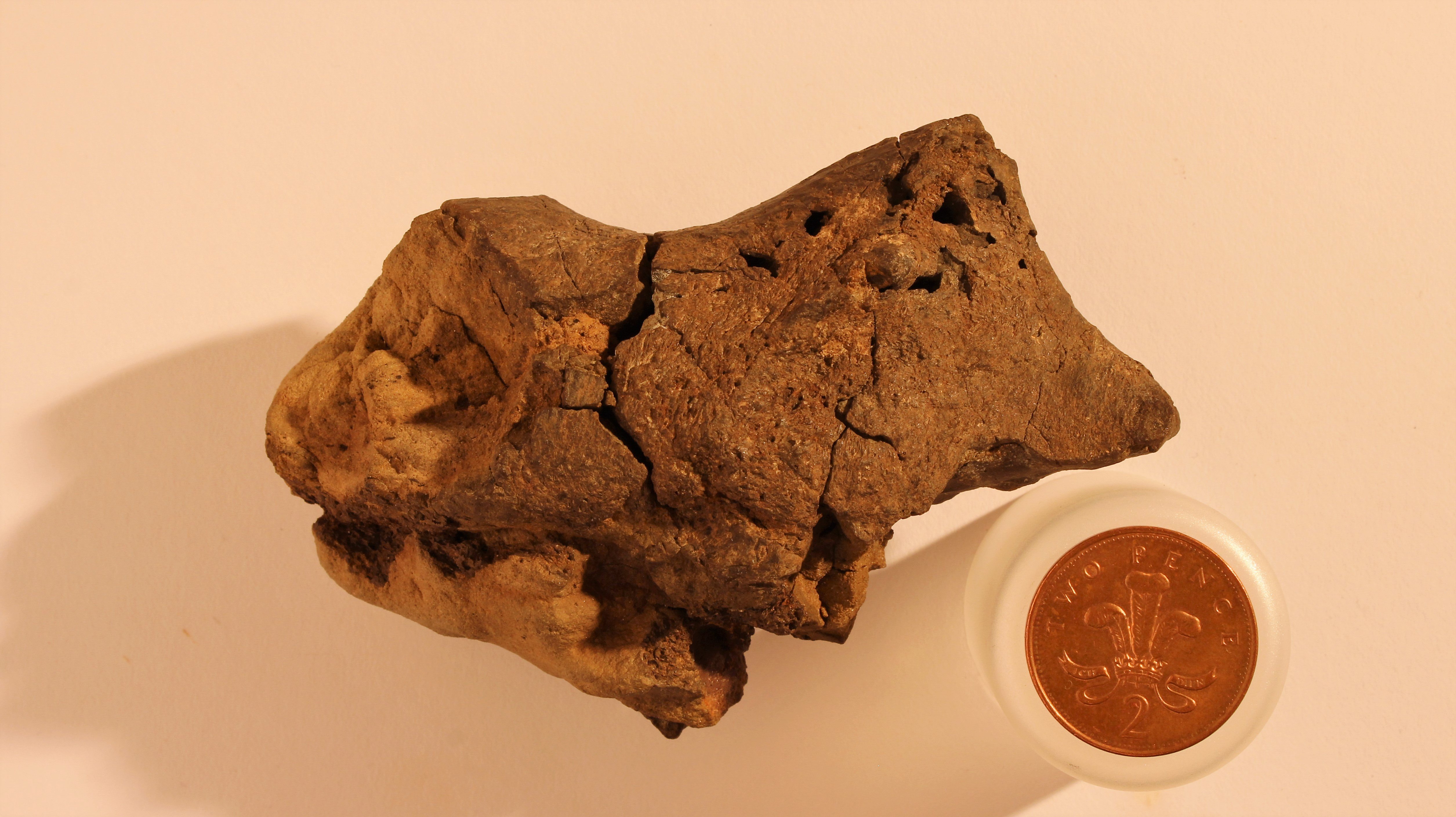 Fossilised dinosaur brain tissue identified for the first time ...