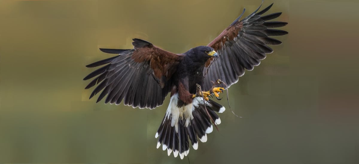 Harris Hawk Flying Harris Hawk Parabuteo Unicinctus Im Flug Fliegender
