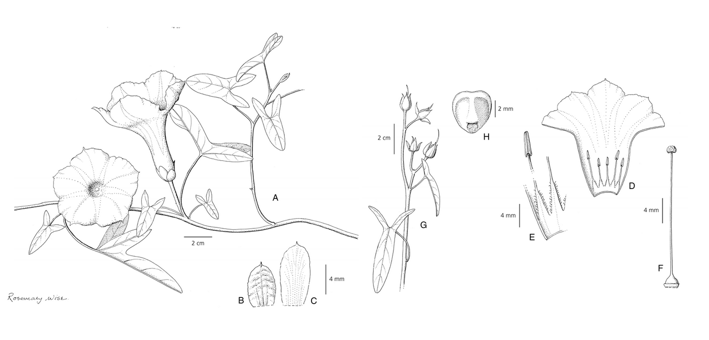 Creating a fast-track for accurately classifying plants | University of ...