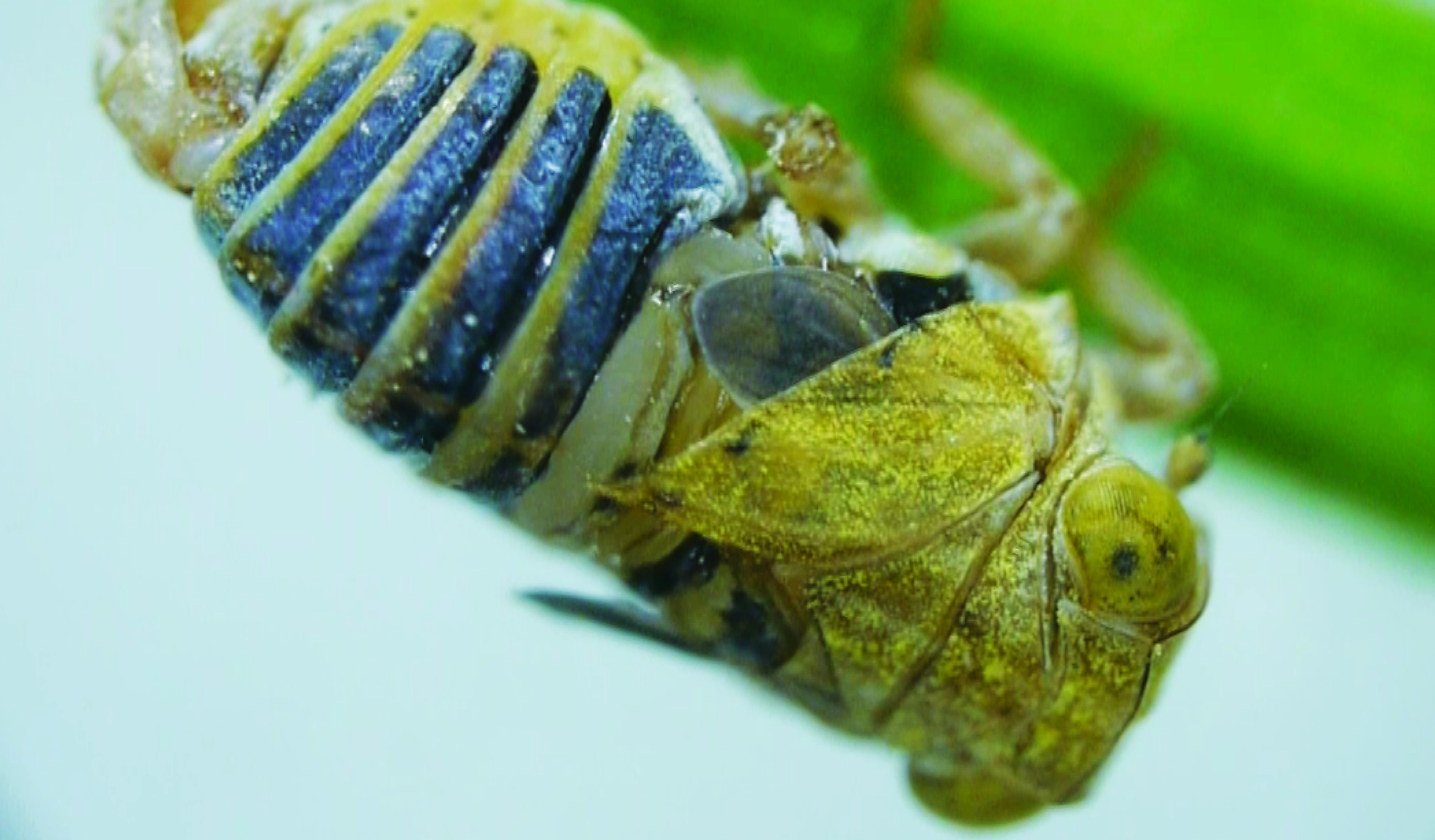 Courting bugs attract mates using an elastic 'snapping organ' for ...
