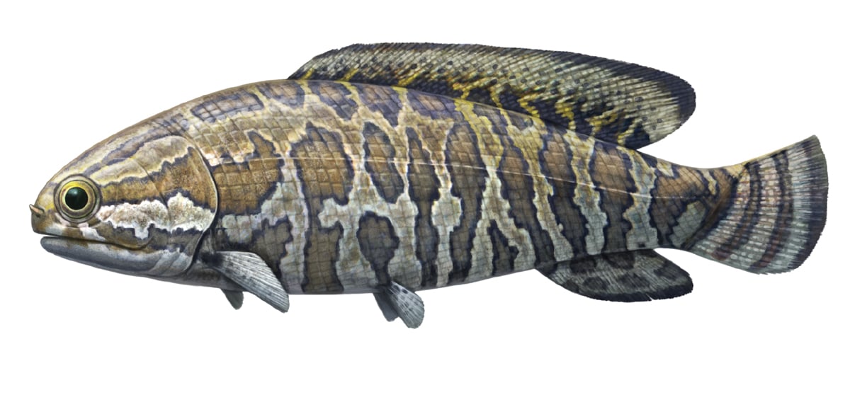 “Dinosaur fish” sheds new light on the fish family tree | University of ...