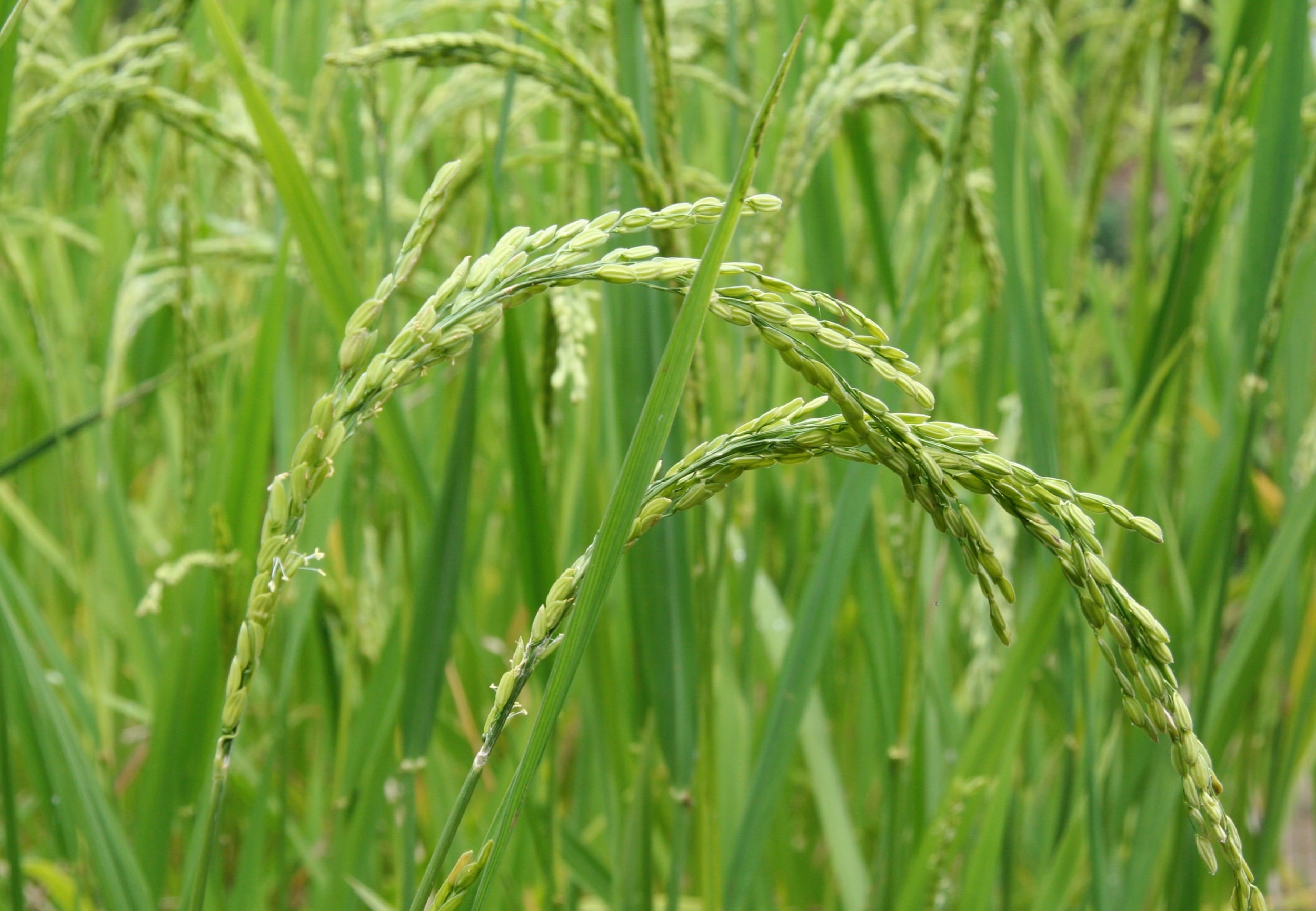 Rice to feed the world given a funding boost | University of Oxford