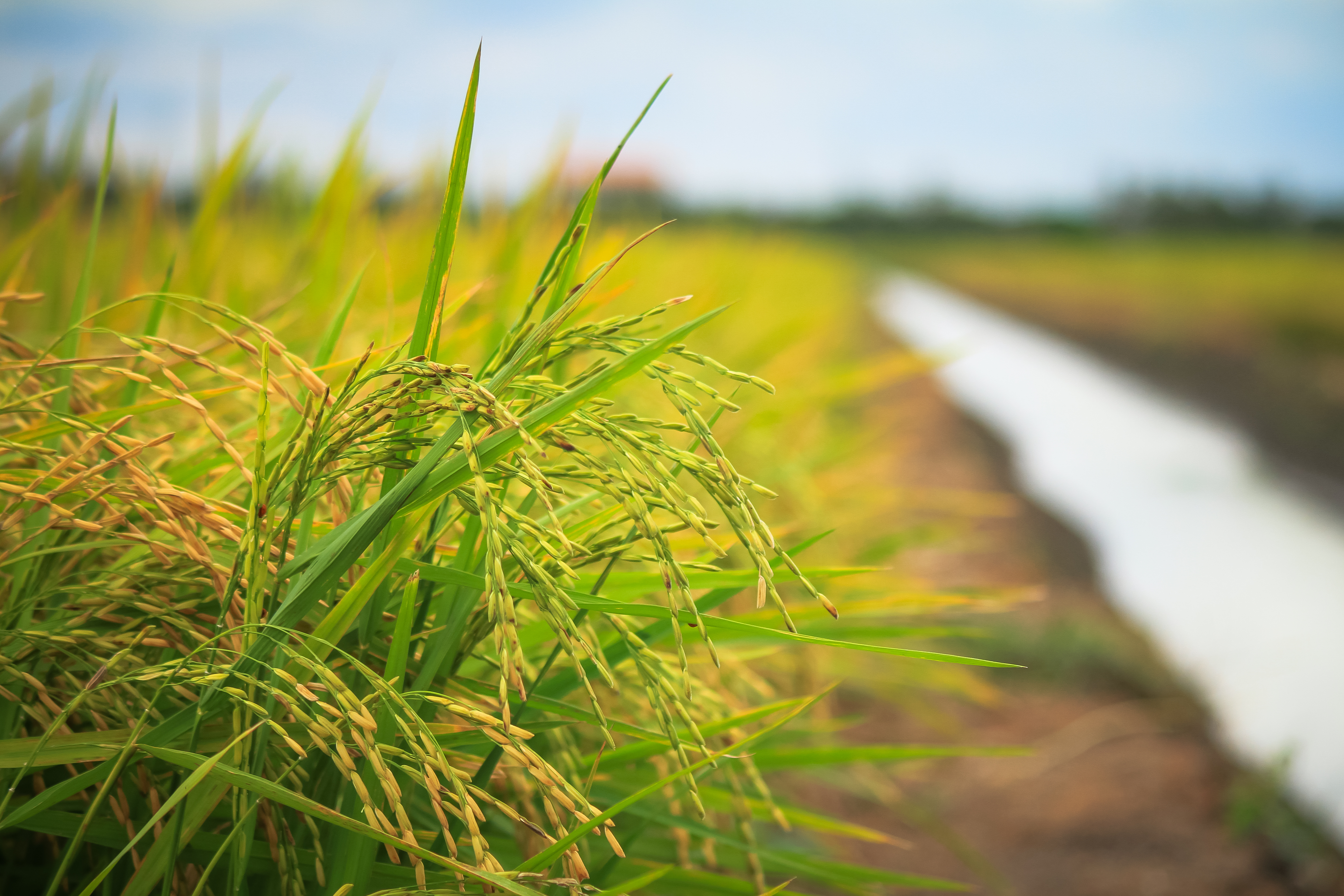 Discovery of a new pathway that may help develop more resilient crop ...