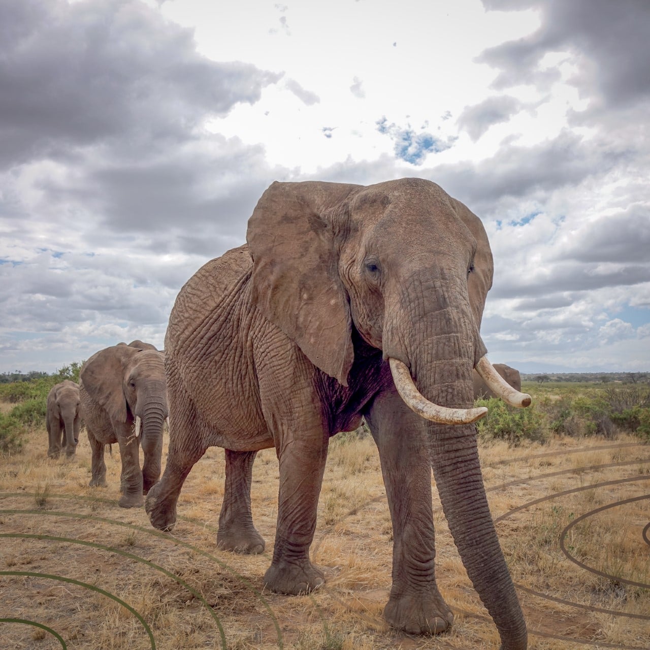 New study finds elephants show risk-avoidance behaviour in response to ...