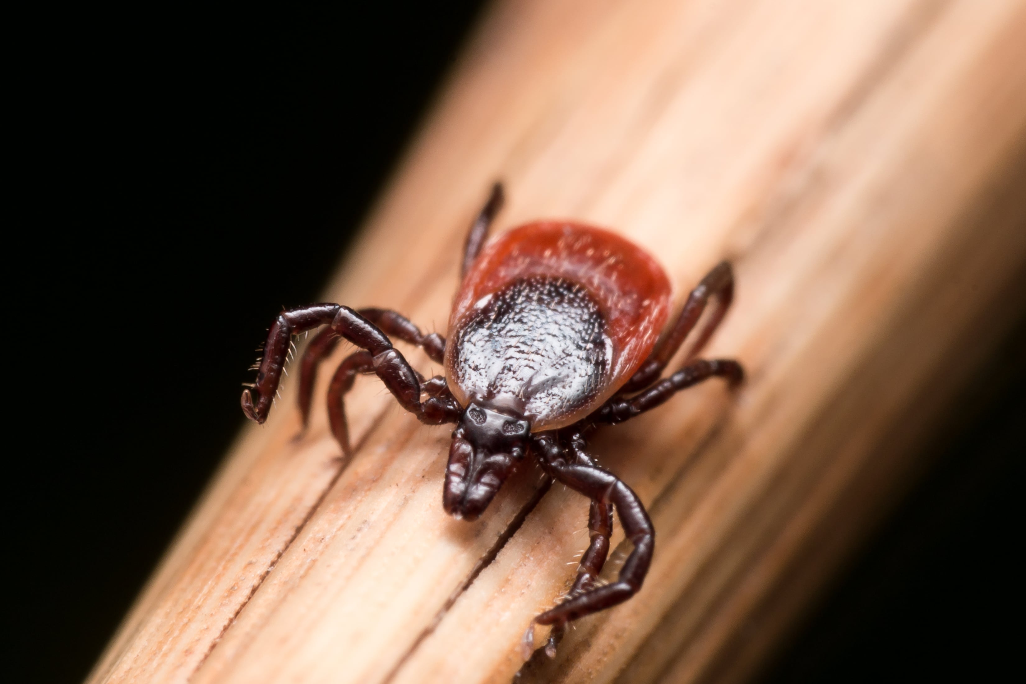 From bug to drug: tick saliva could be key to treating heart disease ...