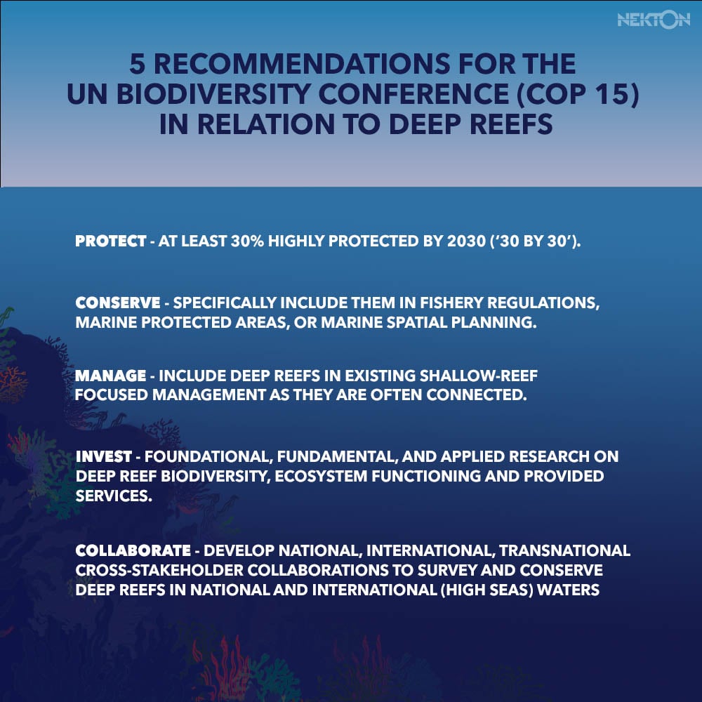 New study highlights urgent need to safeguard deep reefs - one of the ...