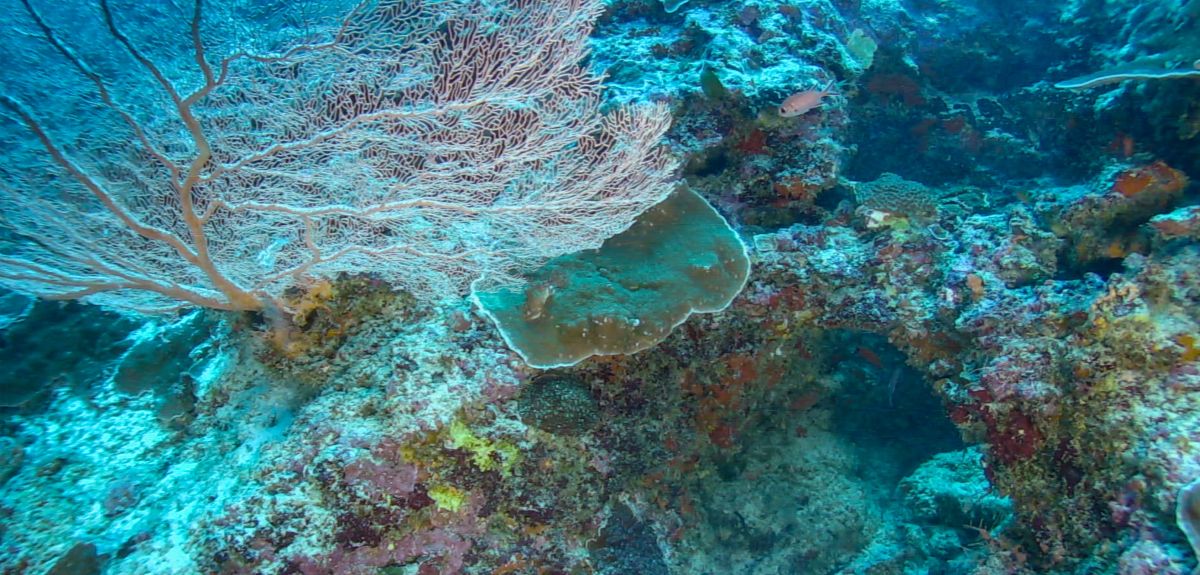 New study highlights urgent need to safeguard deep reefs - one of the ...